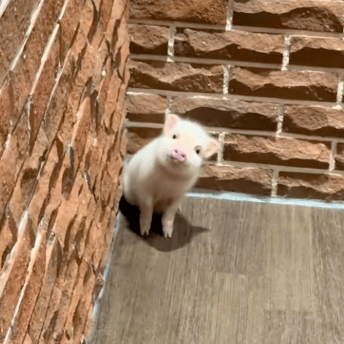 トム Calculator: Convert トム (Tom) to Qatari Rial (QAR) — Bitget